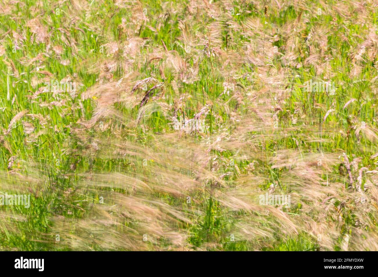 Grasses blowing in the wind hi-res stock photography and images - Alamy