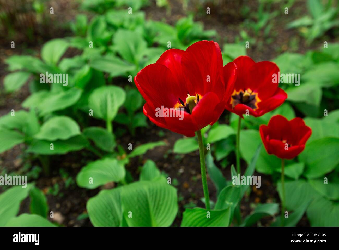 Top view tulip hi-res stock photography and images - Alamy