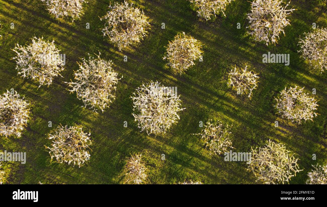 Aerial view from flying drone of blooming apple trees in spring orchard ...