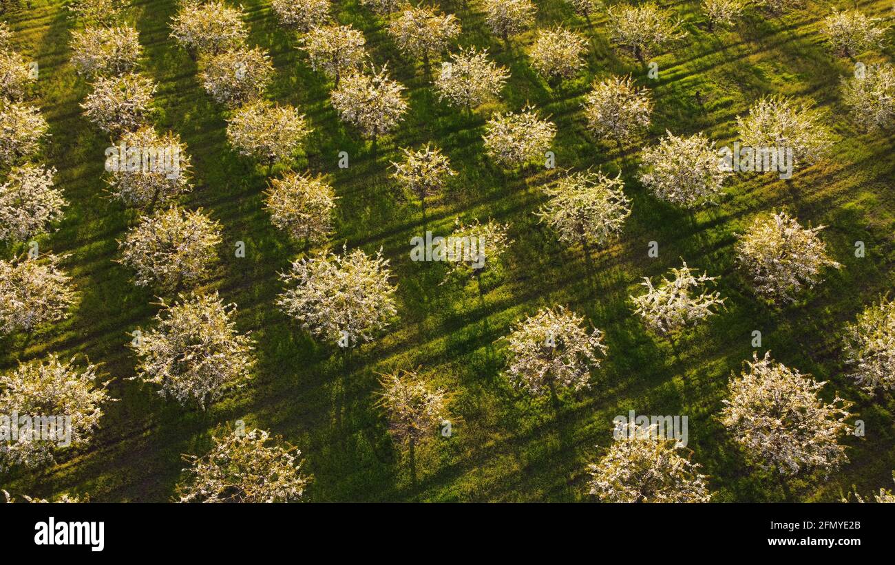 Aerial view from flying drone of blooming apple trees in spring orchard ...