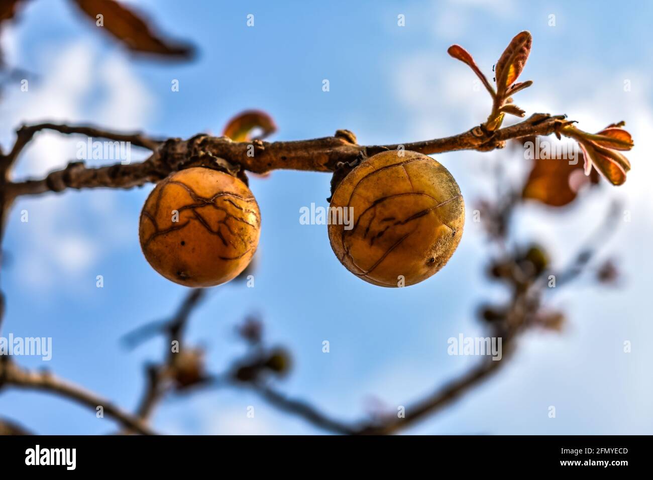 kendu fruit also know as Indian forest Persimmon fruit in trees Stock ...