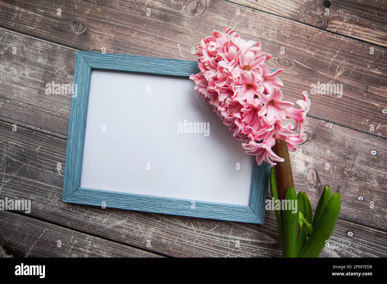 pink hyacinth flower and picture frame on wooden background Stock Photo ...