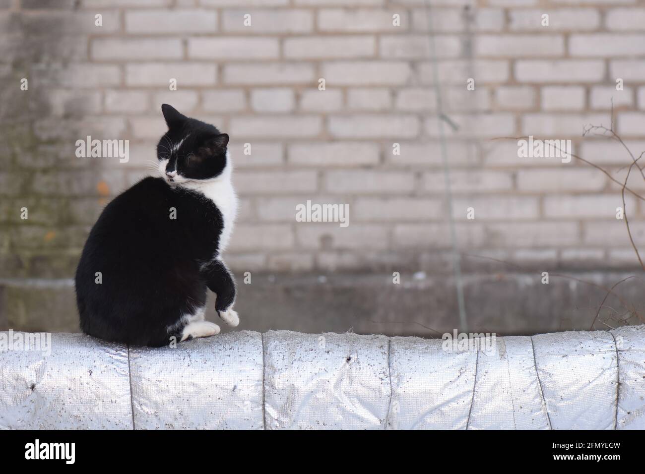 Cat on pipe hi-res stock photography and images - Alamy