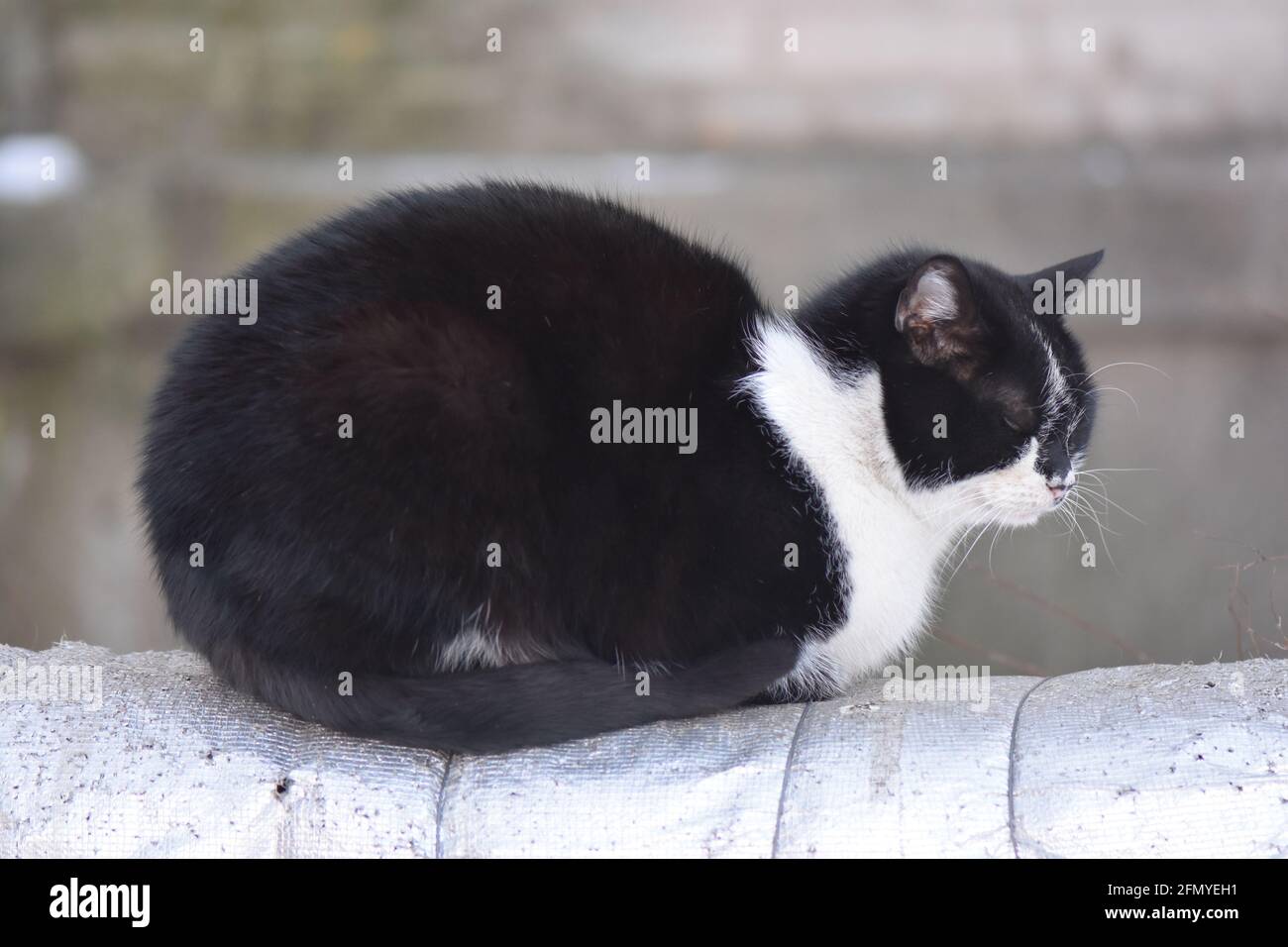 Cat on pipe Stock Photo - Alamy