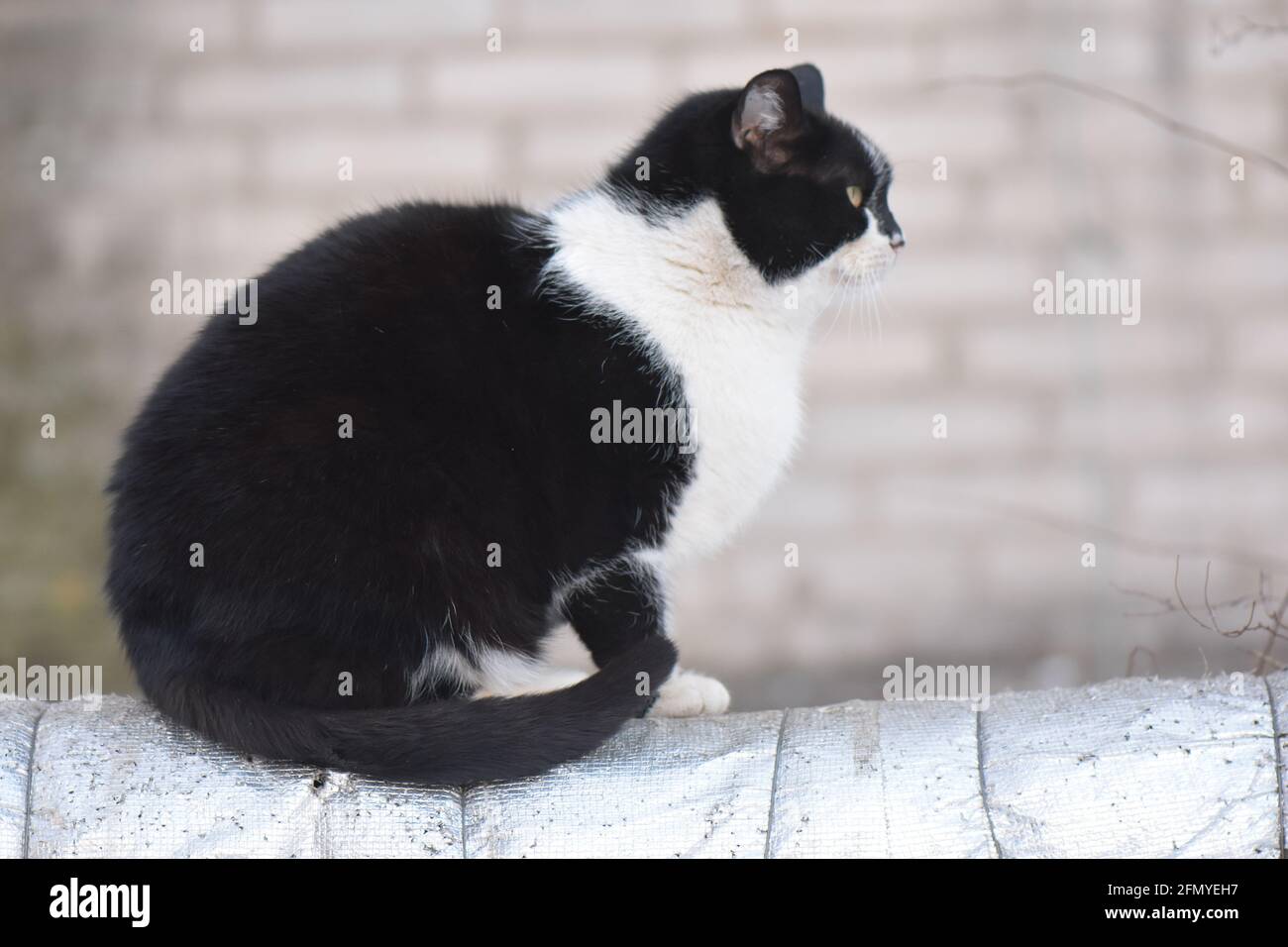 Cat on pipe Stock Photo - Alamy