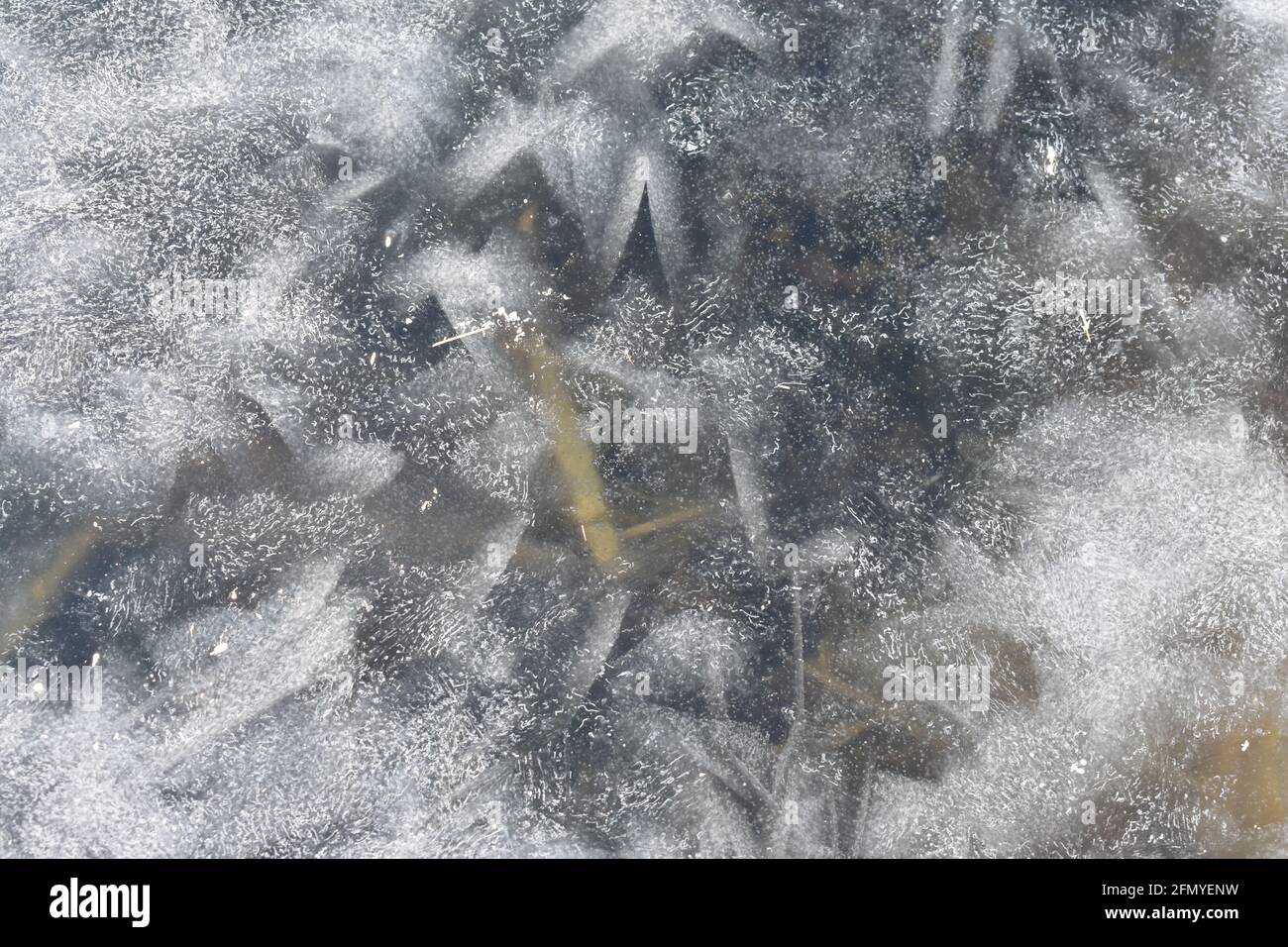 Stone texture dry flower hi-res stock photography and images - Alamy