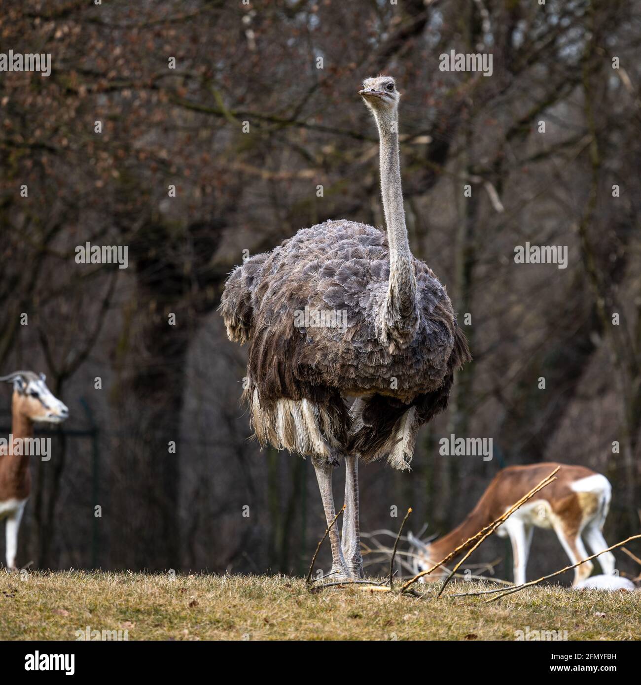 The common ostrich, Struthio camelus, or simply ostrich, is a species ...