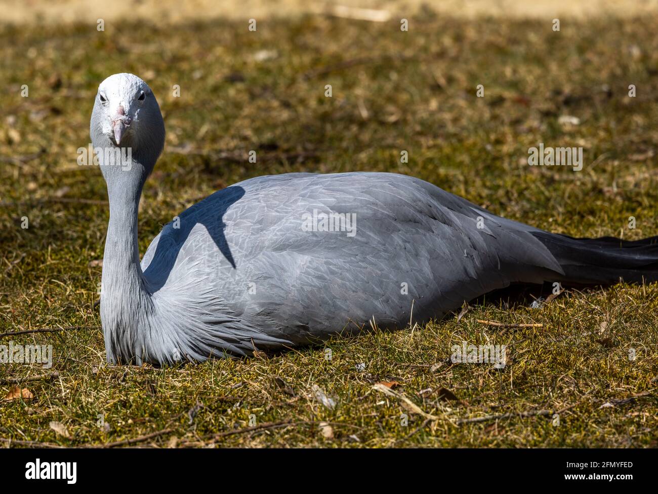 The Blue Crane, Grus paradisea, is an endangered bird specie endemic to ...