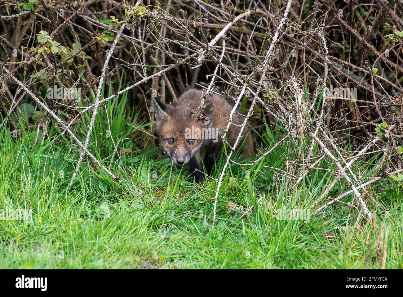 Red Fox cubs only weeks old explore surroundings in the spring sunshine ...