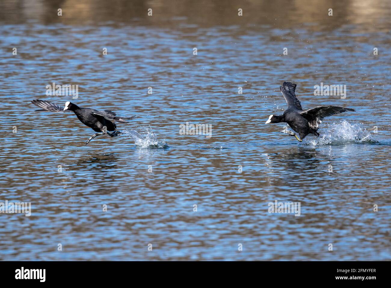 The Eurasian coot, Fulica atra, also known as the common coot, or ...