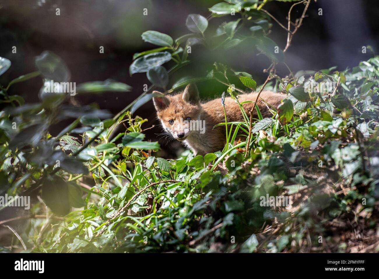 Red Fox cubs only weeks old explore surroundings in the spring sunshine ...