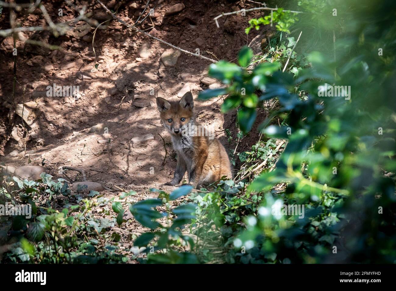 Red Fox cubs only weeks old explore surroundings in the spring sunshine ...