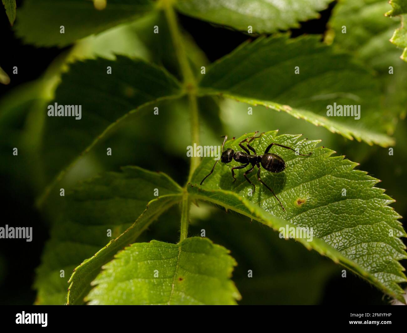 Arthropoda ant hi-res stock photography and images - Alamy