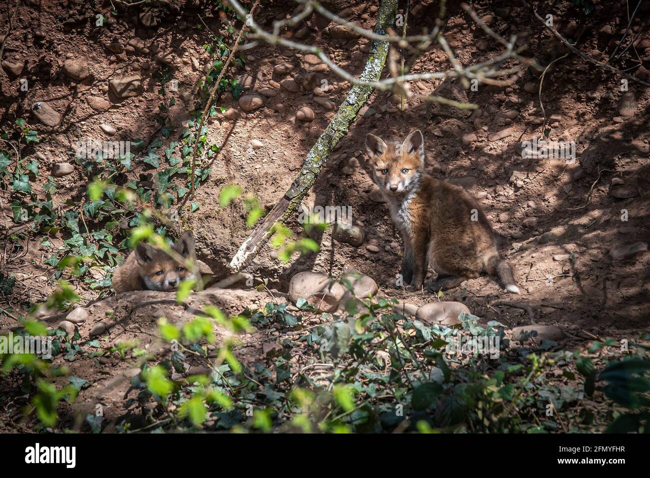 Red Fox cubs only weeks old explore surroundings in the spring sunshine ...