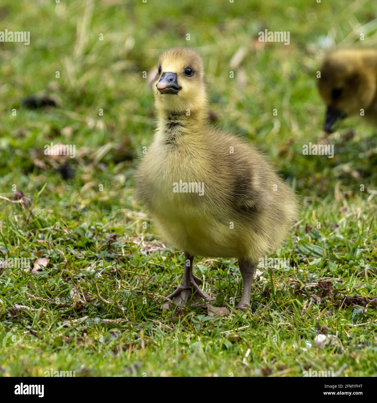 Close up of a beautiful yellow fluffy greylag goose baby gosling in ...