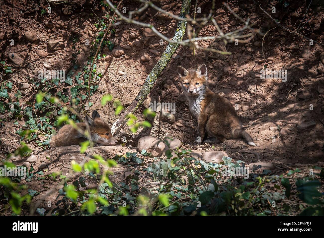 Red Fox cubs only weeks old explore surroundings in the spring sunshine ...