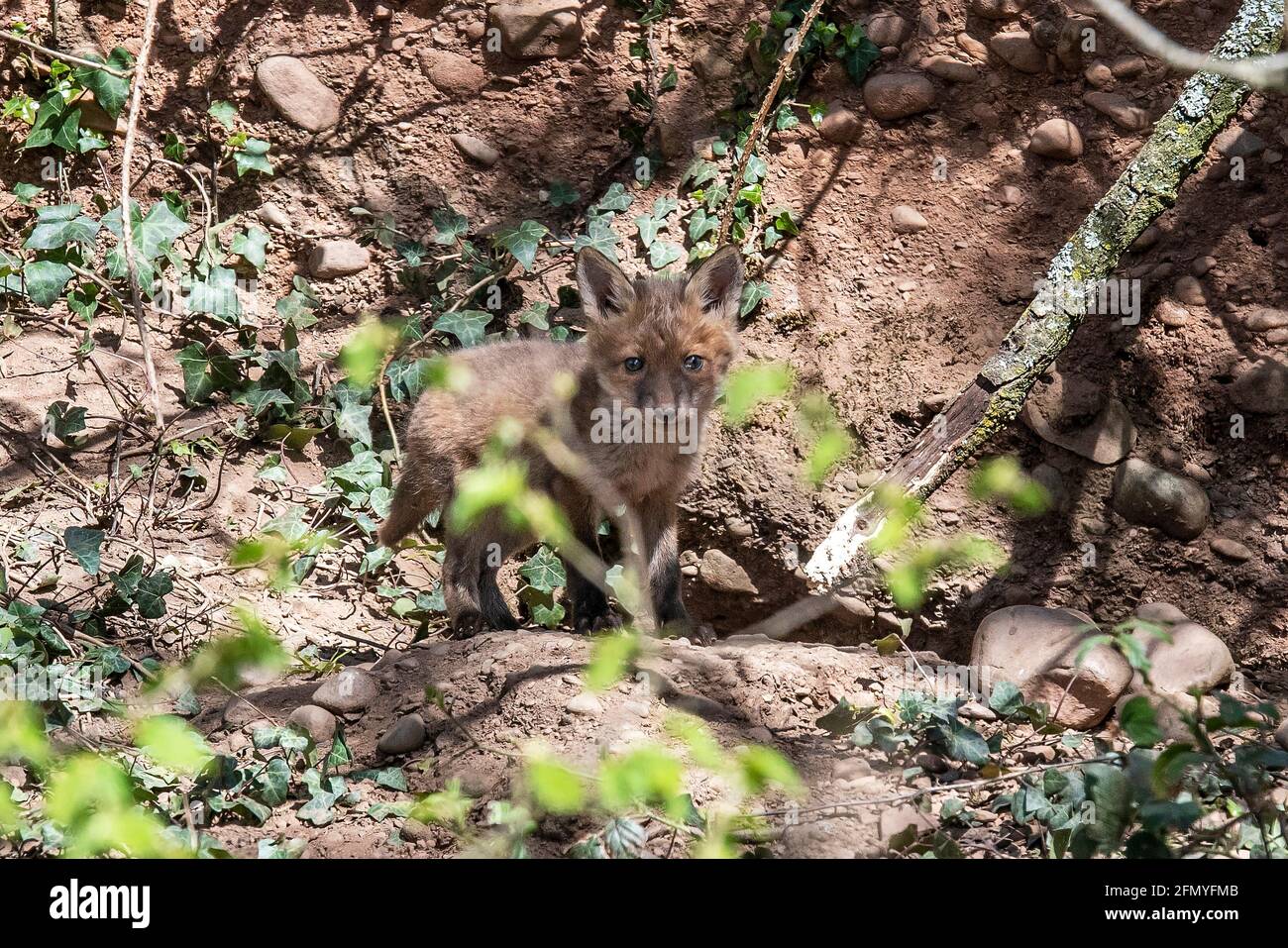 Red Fox cubs only weeks old explore surroundings in the spring sunshine ...