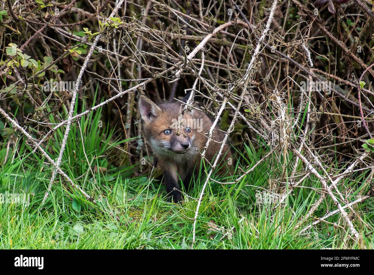 Red Fox cubs only weeks old explore surroundings in the spring sunshine ...