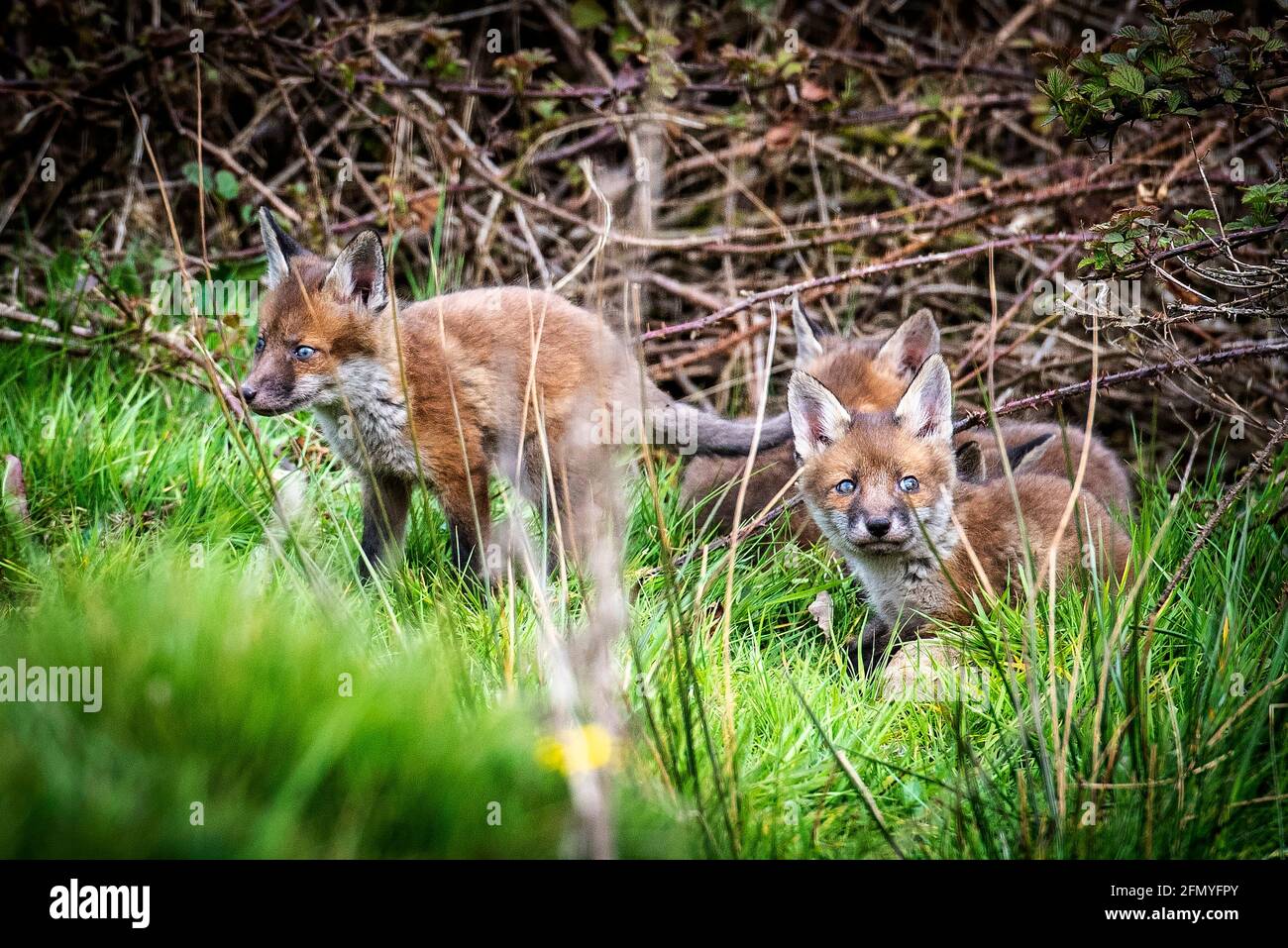 Red Fox cubs only weeks old explore surroundings in the spring sunshine ...