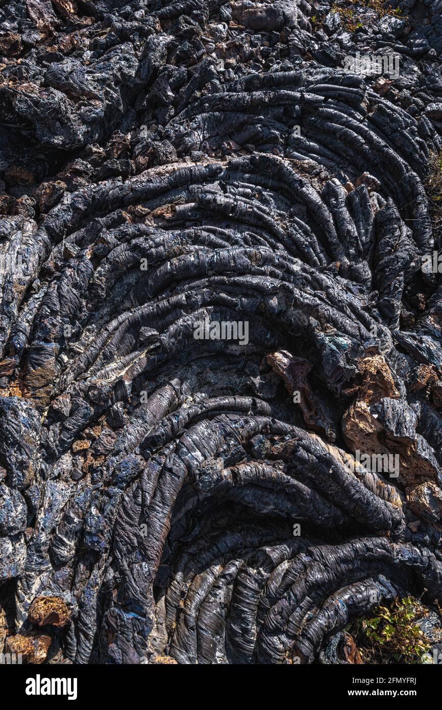 Tree molds hi-res stock photography and images - Alamy