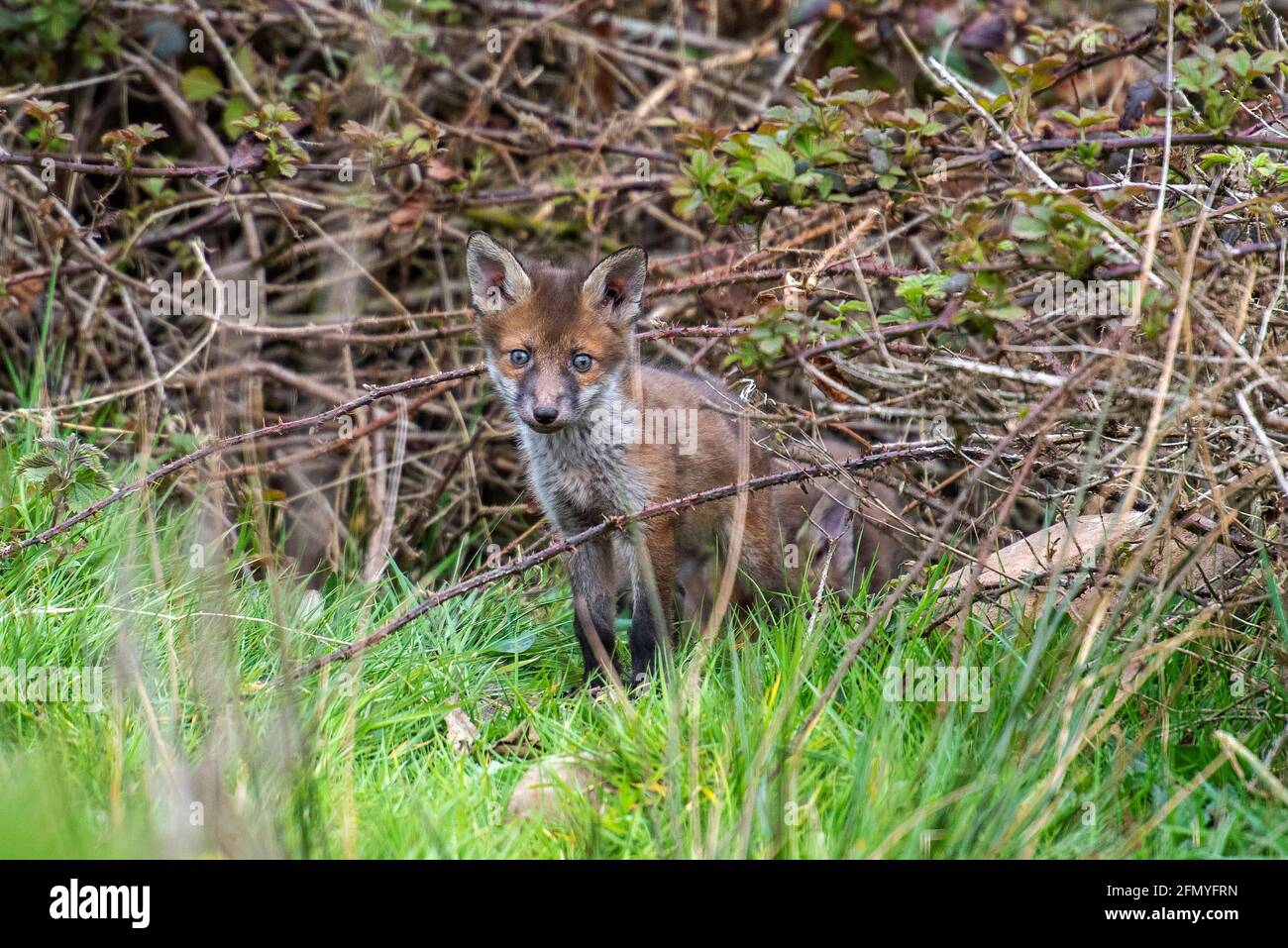 Red Fox cubs only weeks old explore surroundings in the spring sunshine ...