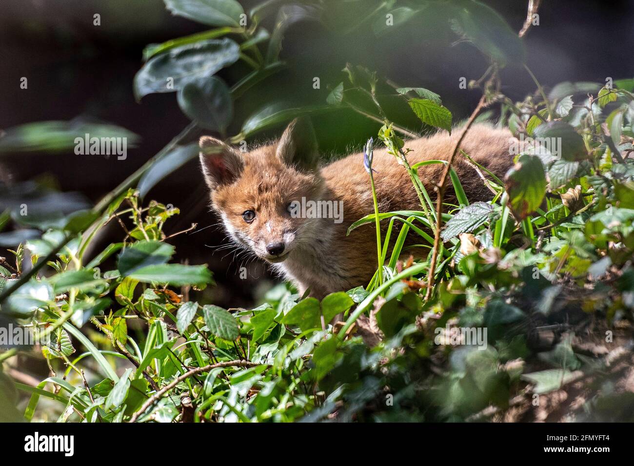Red Fox cubs only weeks old explore surroundings in the spring sunshine ...
