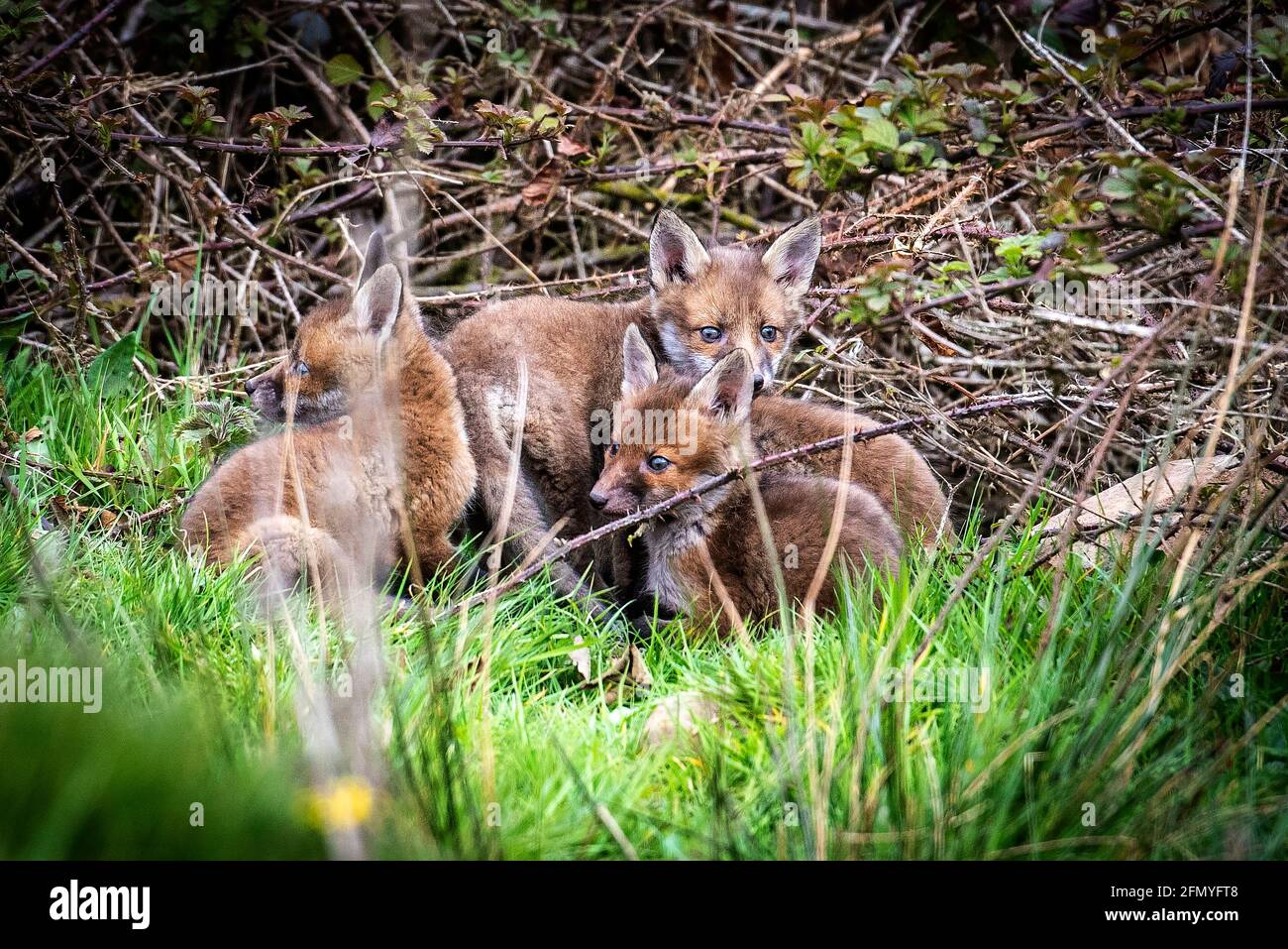 Red Fox cubs only weeks old explore surroundings in the spring sunshine ...