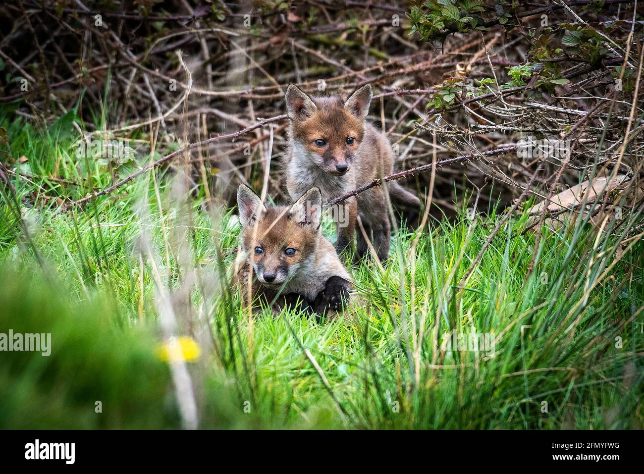 Red Fox cubs only weeks old explore surroundings in the spring sunshine ...