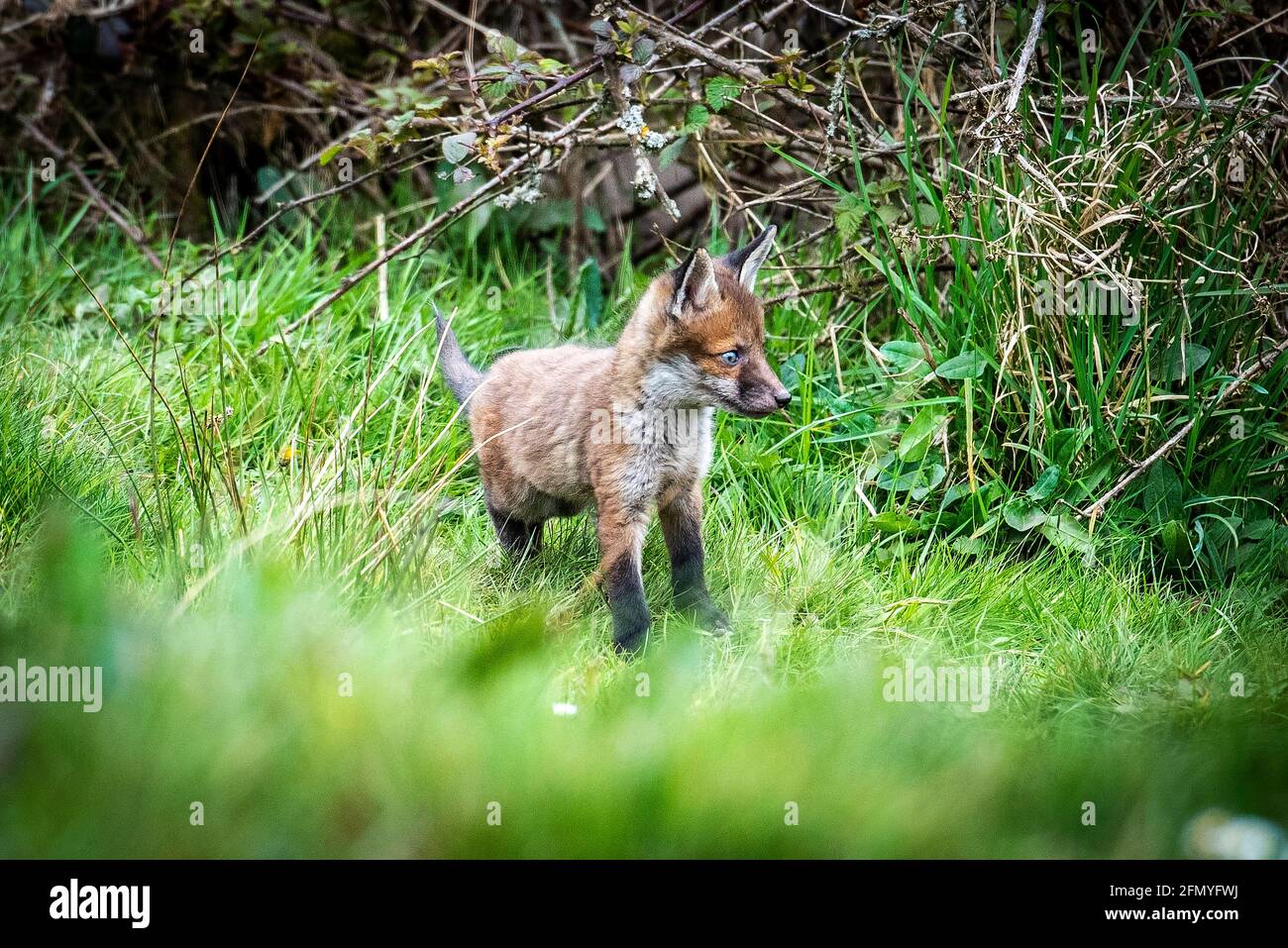 Red Fox cubs only weeks old explore surroundings in the spring sunshine ...