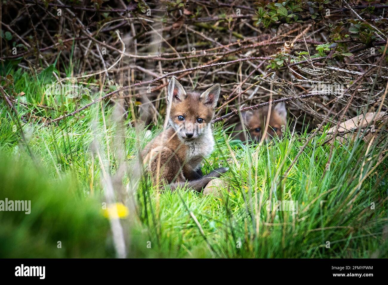Red Fox cubs only weeks old explore surroundings in the spring sunshine ...