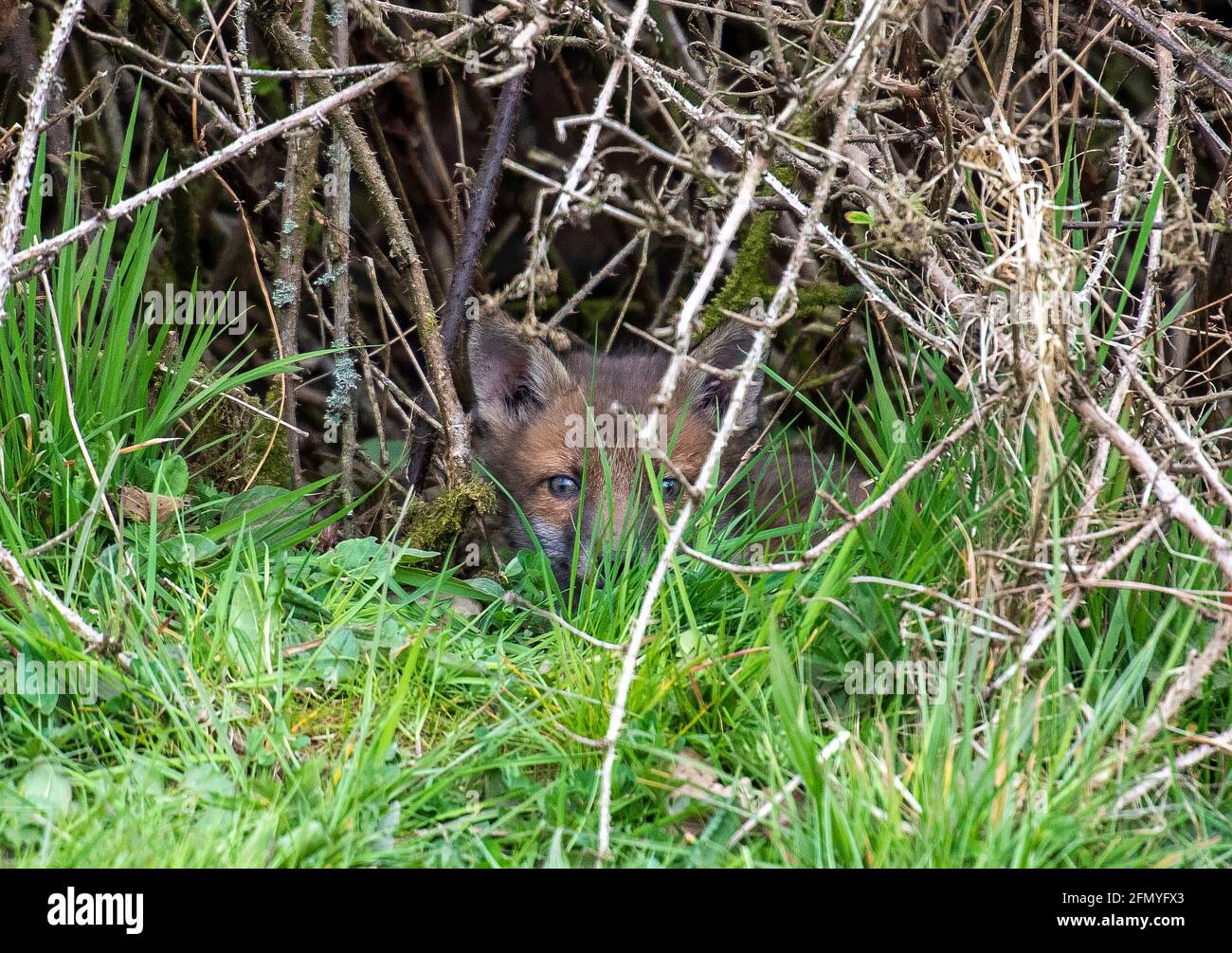 Red Fox cubs only weeks old explore surroundings in the spring sunshine ...
