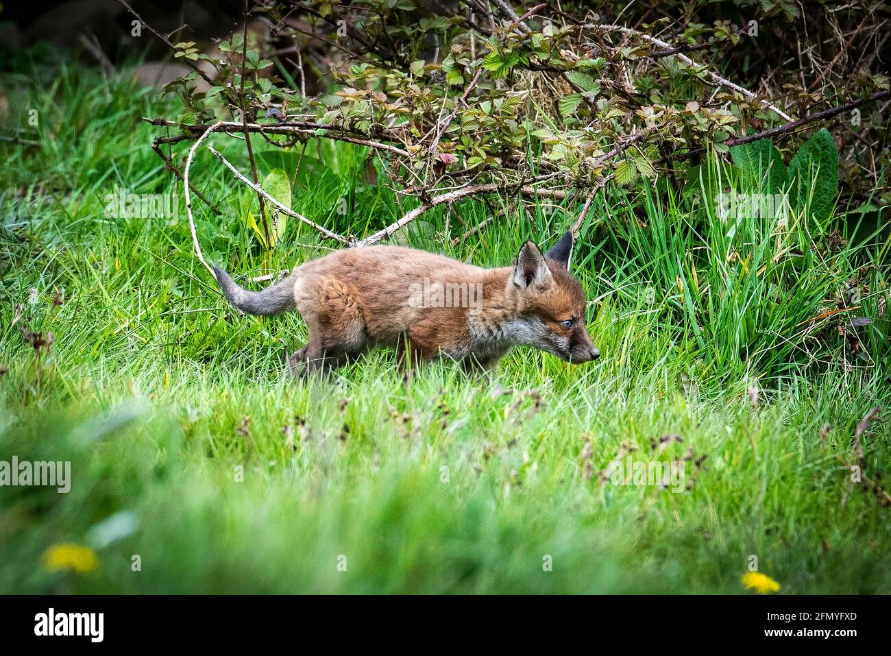 Red Fox cubs only weeks old explore surroundings in the spring sunshine ...