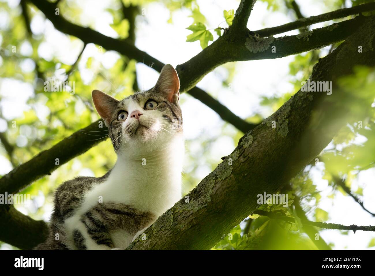 Cat sits high in the tree among the foliage on a branch, staring at ...