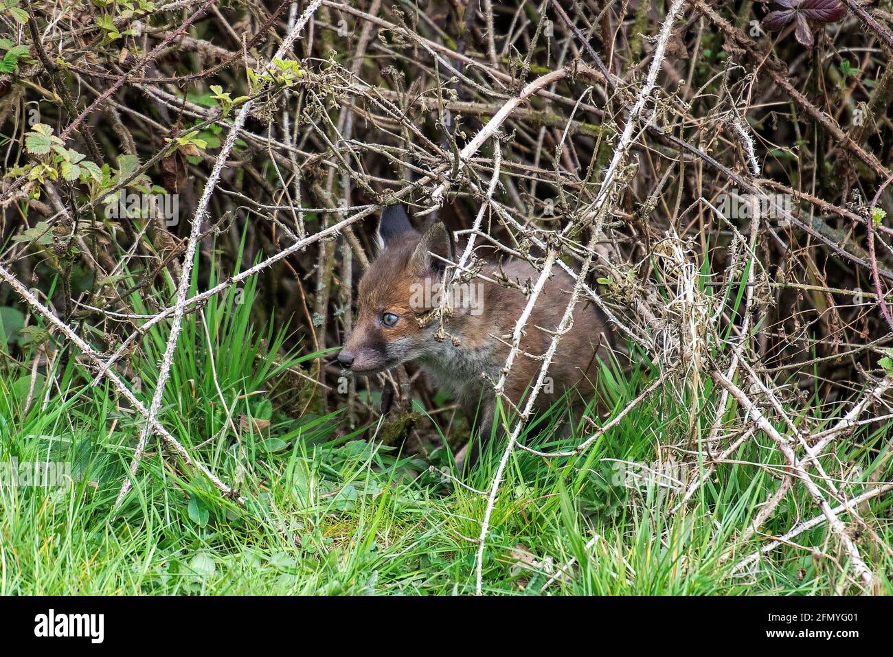 Red Fox cubs only weeks old explore surroundings in the spring sunshine ...