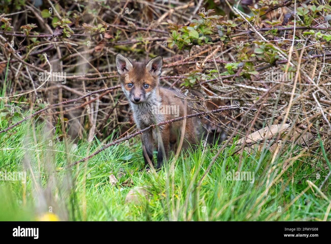 Red Fox cubs only weeks old explore surroundings in the spring sunshine ...