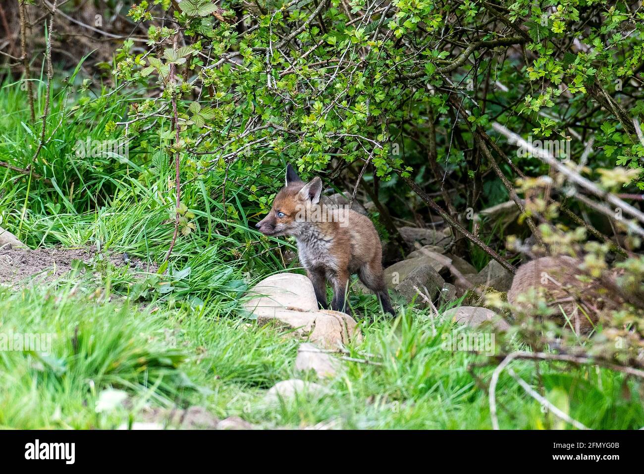 Red Fox cubs only weeks old explore surroundings in the spring sunshine ...