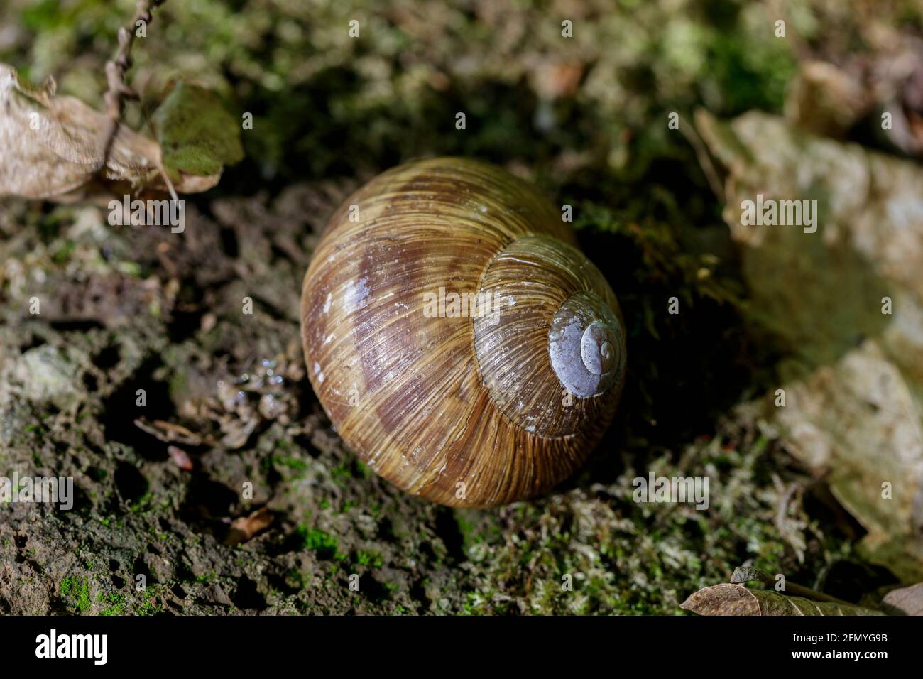 A snail in its habitat Stock Photo - Alamy