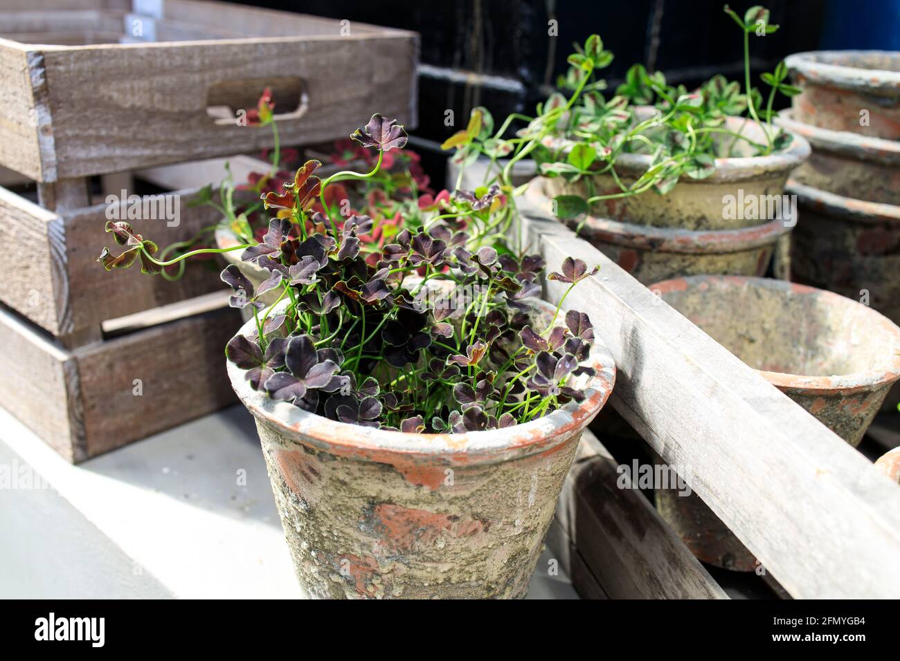 clay pots with white clover and boxwood in a wooden box with rope ...