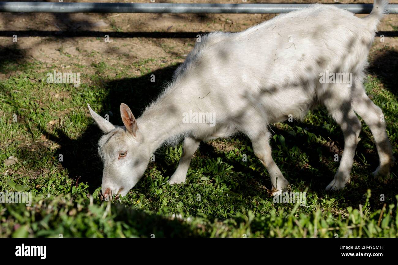 A young white goat Stock Photo - Alamy