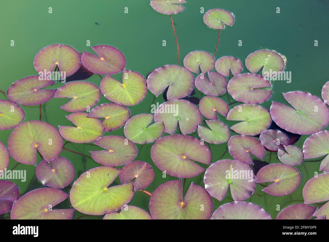 Tropical violet lilies hi-res stock photography and images - Alamy