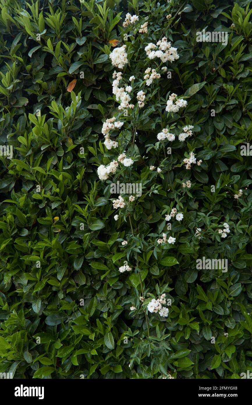 White flowers drawing an upward path on a vertical background of ...