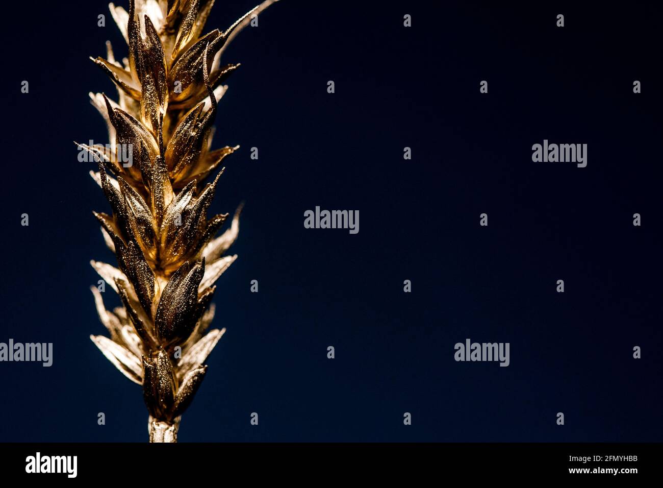 bunch of wheat rye or barley ears with whole grain and leaves yellow ...