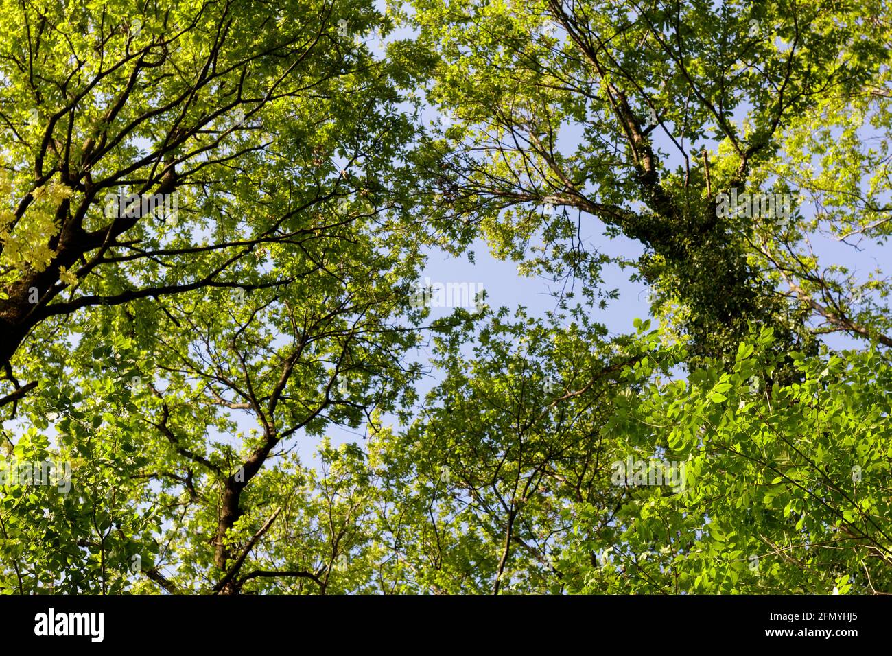 Crowns of trees Stock Photo - Alamy