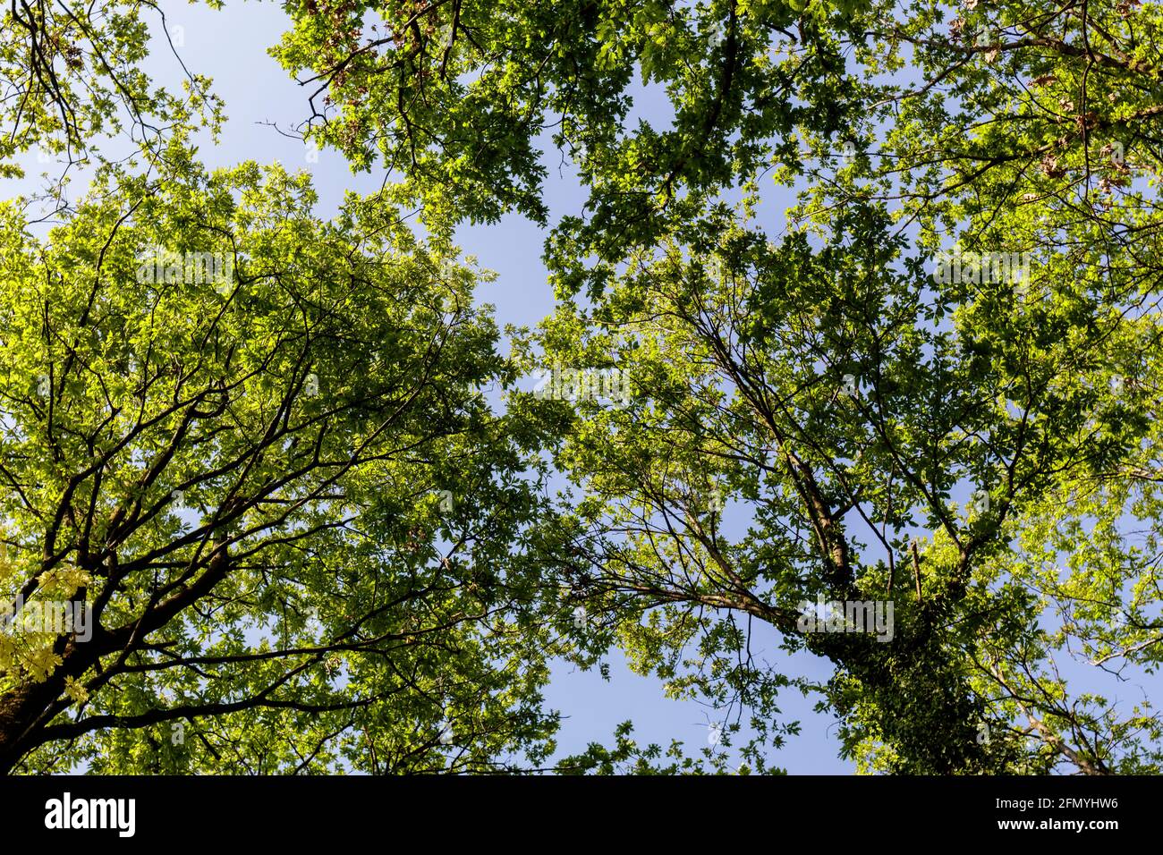 Crowns of trees hi-res stock photography and images - Alamy