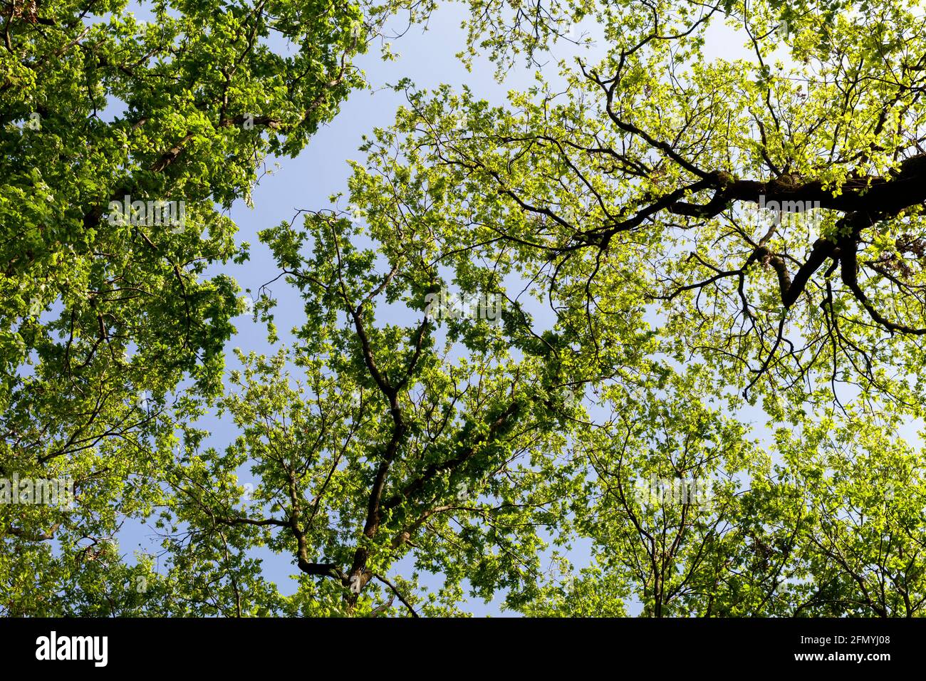 Crowns of trees hi-res stock photography and images - Alamy