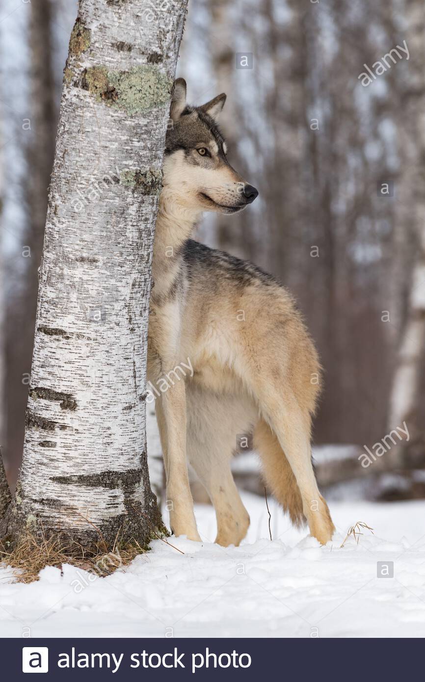 Wolf Behind Tree High Resolution Stock Photography and Images - Alamy