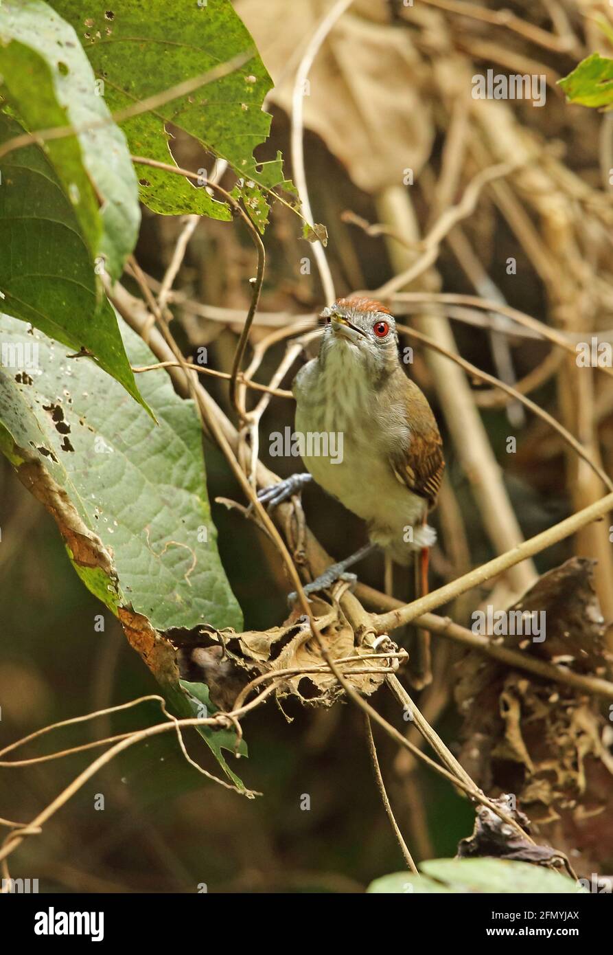 Rufous-crowned Babbler (Malacopteron magnum magnum) adult perched on ...