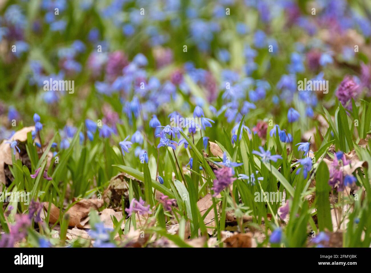 Blooming pretty lawn of blue Scilla bifolia (alpine squill, two-leaf ...