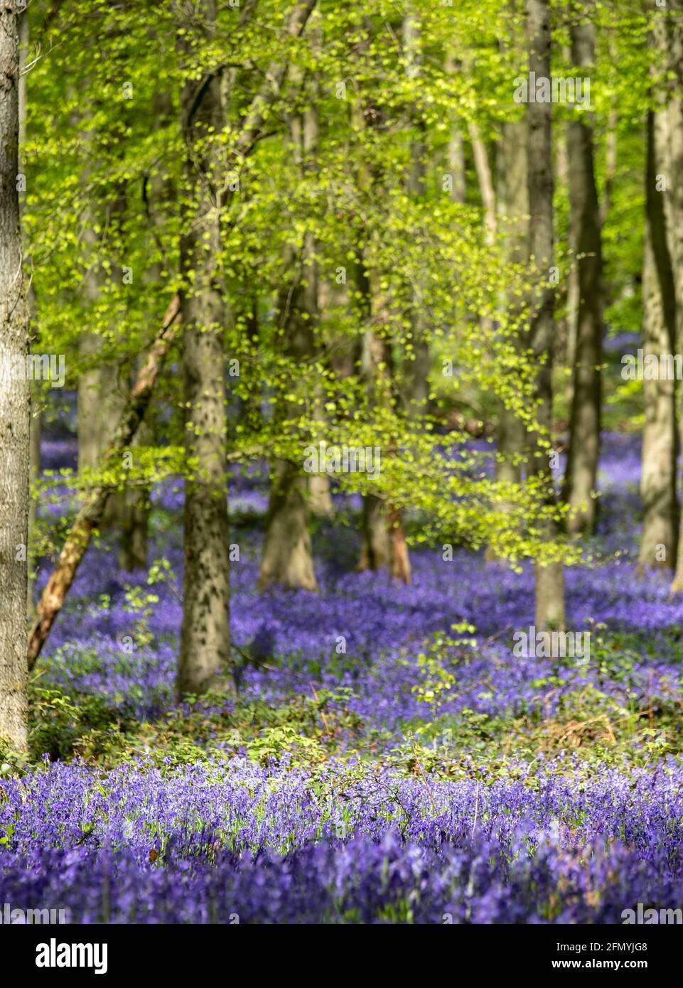 Carpet of bluebells growing in the wild on the forest floor underneath ...