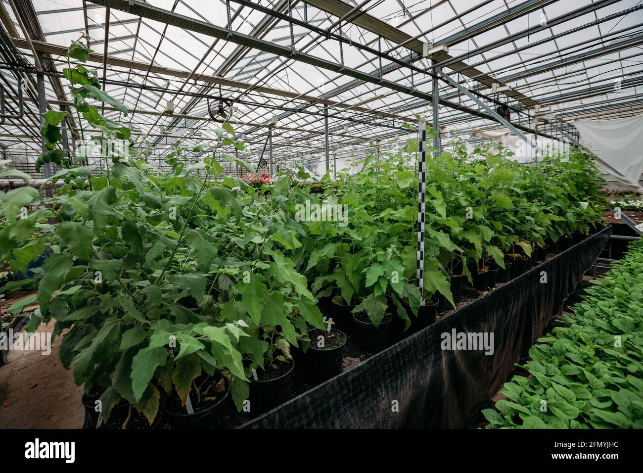 Growing of poplar seedlings in greenhouse with climate control Stock ...